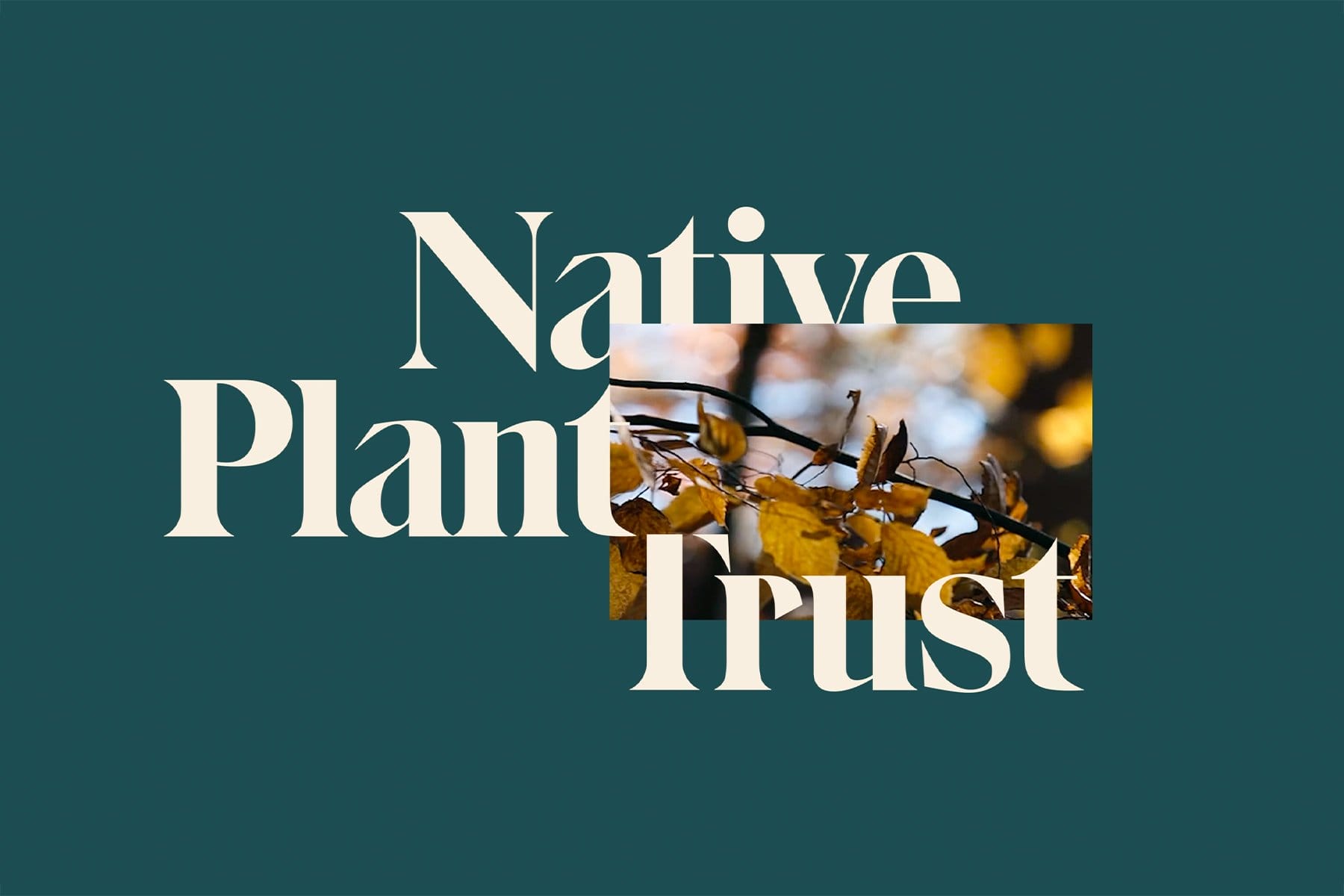Moth Design | Native Plant Trust - Moth Design